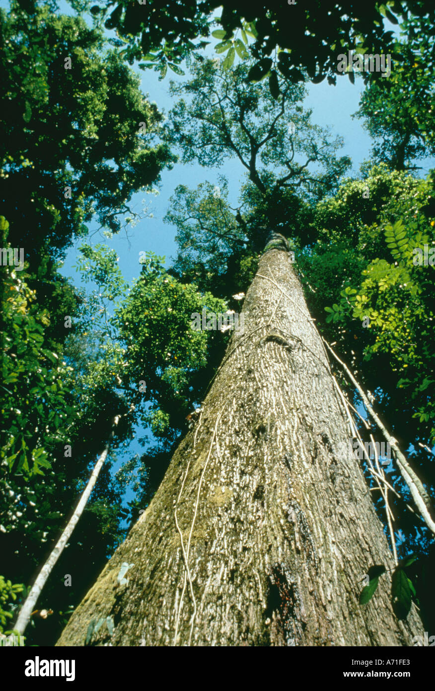 Paranuss baum -Fotos und -Bildmaterial in hoher Auflösung – Alamy