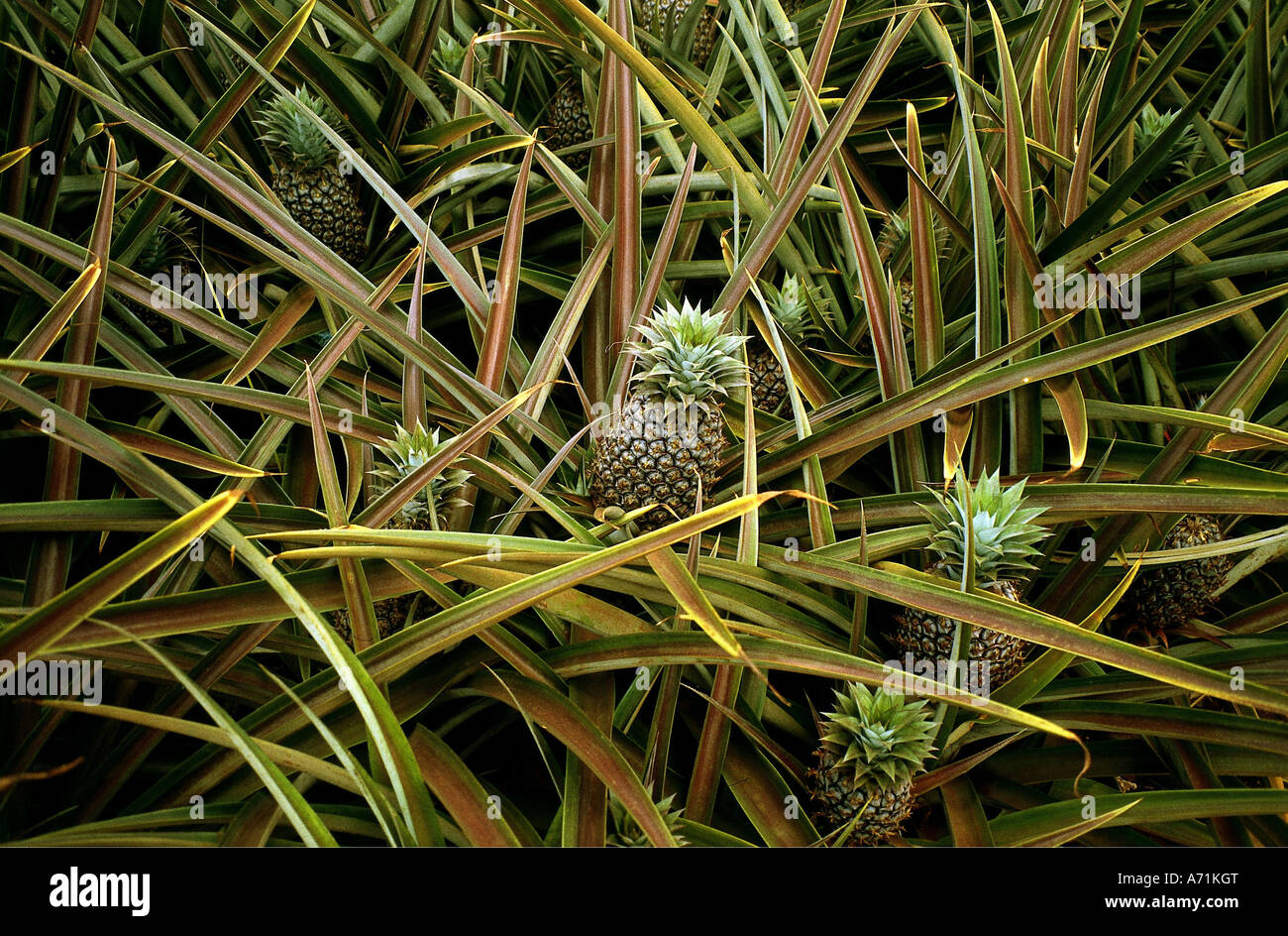 Guani nana -Fotos und -Bildmaterial in hoher Auflösung – Alamy