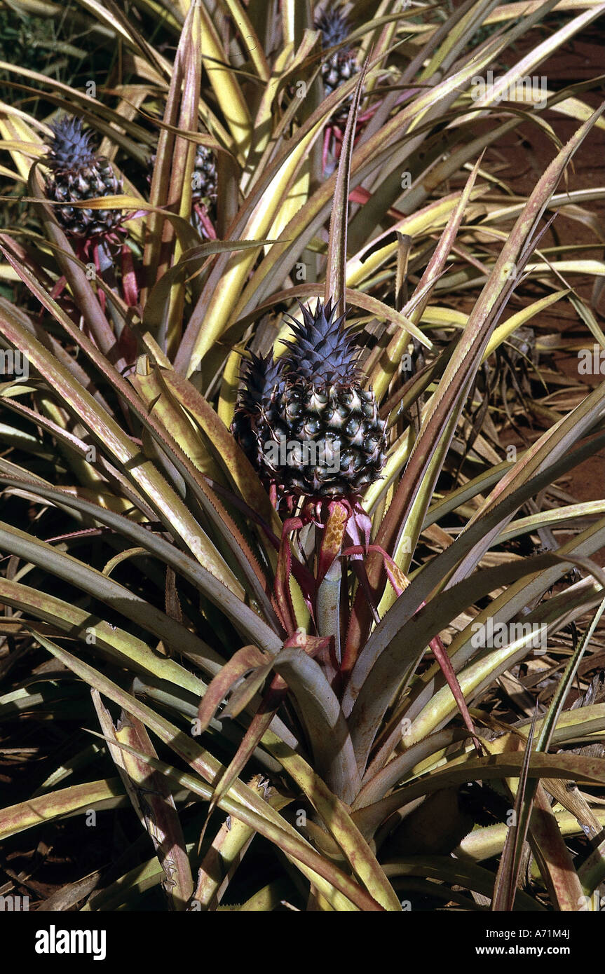 Guani nana -Fotos und -Bildmaterial in hoher Auflösung – Alamy