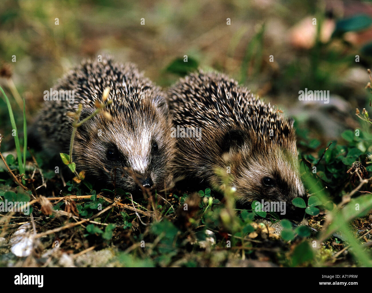 Zwei junge igel -Fotos und -Bildmaterial in hoher Auflösung – Alamy
