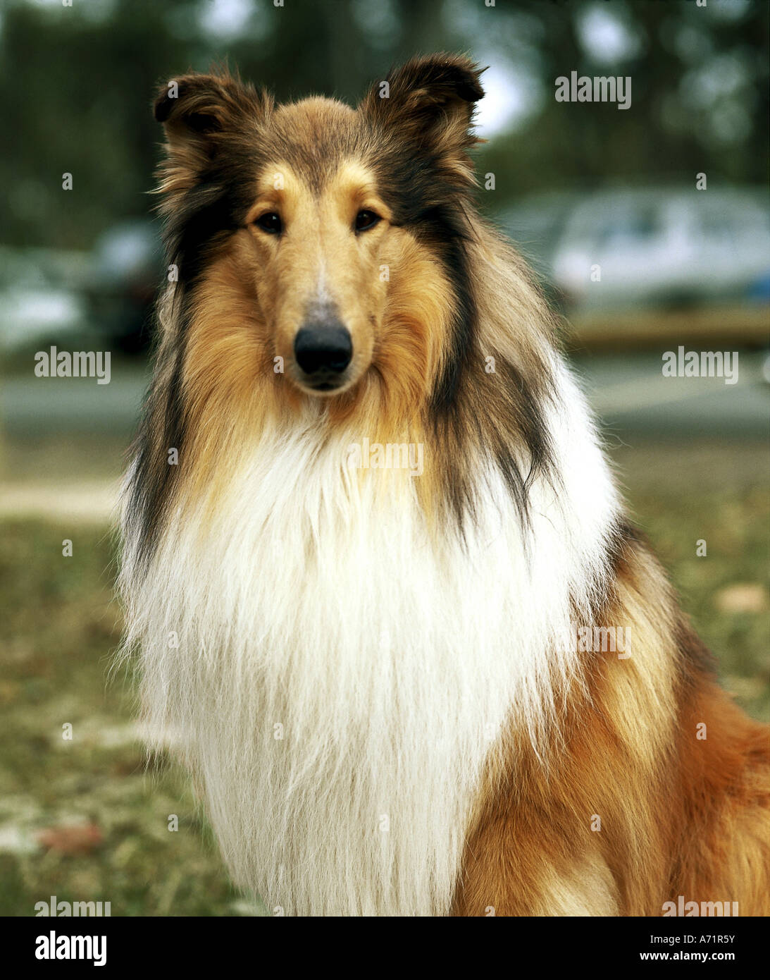 Zoologie / Tiere, Säugetier / Säugetier, Hunde, (Canis Lupus Familiaris ...