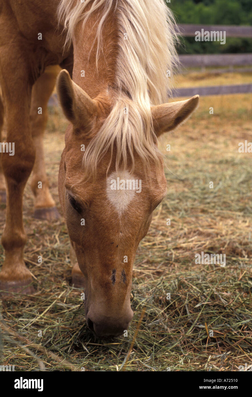 Michigan fotos -Fotos und -Bildmaterial in hoher Auflösung – Alamy