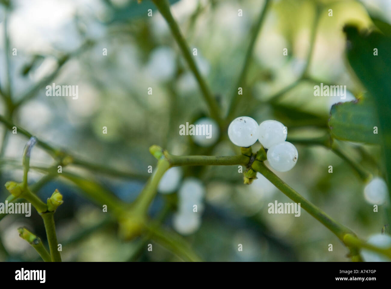 Mistel Beren Stockfotos und -bilder Kaufen - Alamy