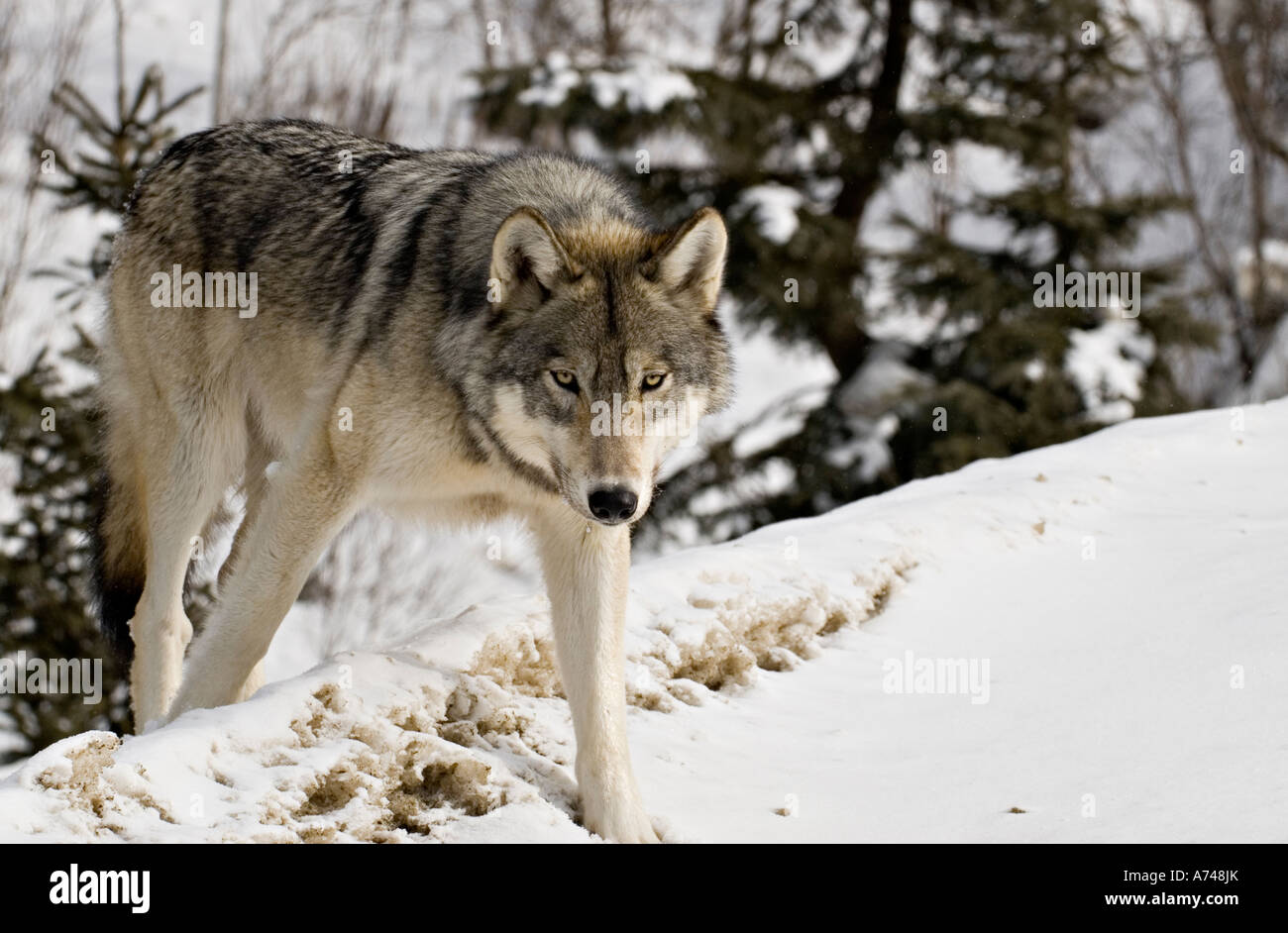Timber wölfe -Fotos und -Bildmaterial in hoher Auflösung – Alamy