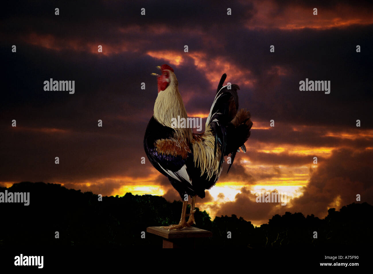 Rooster Crowing Roosters Stockfotos und -bilder Kaufen - Alamy