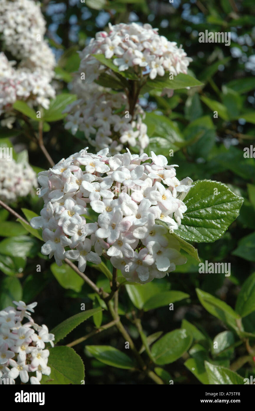 Viburnum mohawk -Fotos und -Bildmaterial in hoher Auflösung – Alamy