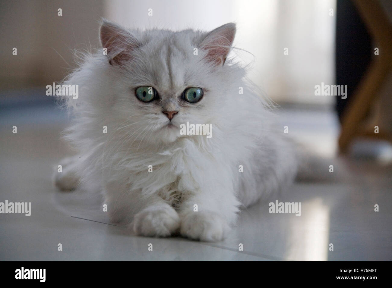 Farben der perserkatze -Fotos und -Bildmaterial in hoher Auflösung – Alamy