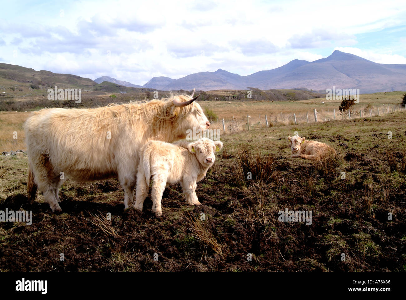 Haarige Kuh mit jungen Kalb wollig Hochlandrinder Aberdeen Angus Isle ...