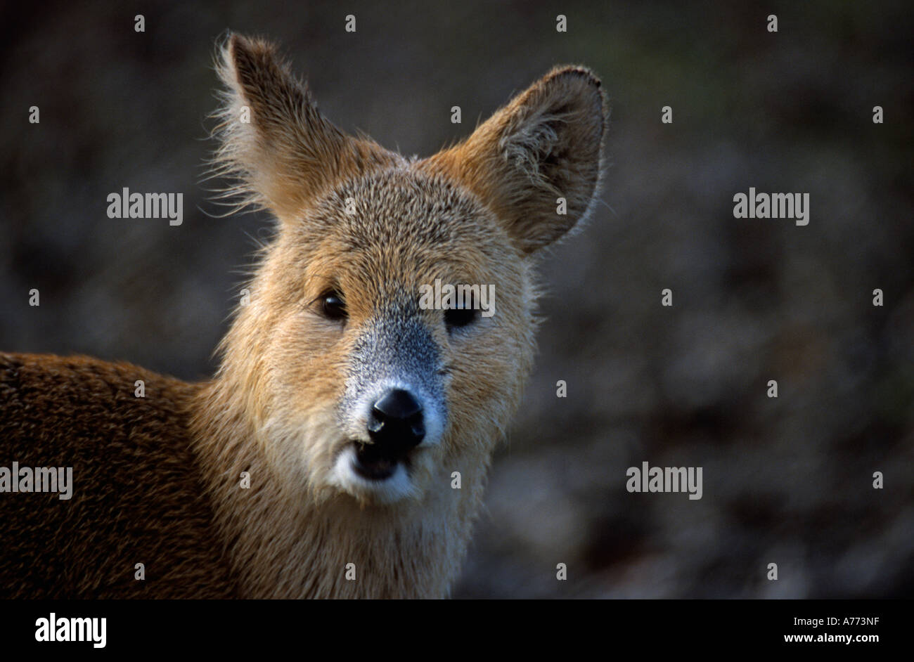 Chinese water deer hydropotes inermis small deer -Fotos und ...