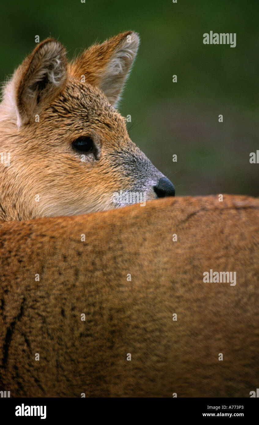 Chinese water deer hydropotes inermis small deer -Fotos und ...