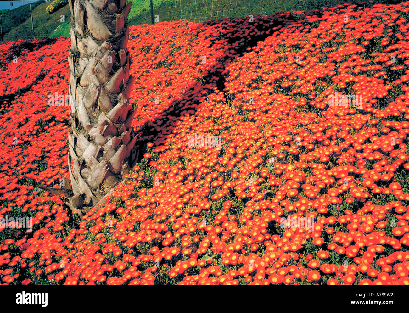 Eine Masse von roten Blumen kündigt die Ankunft des Frühlings an der ...