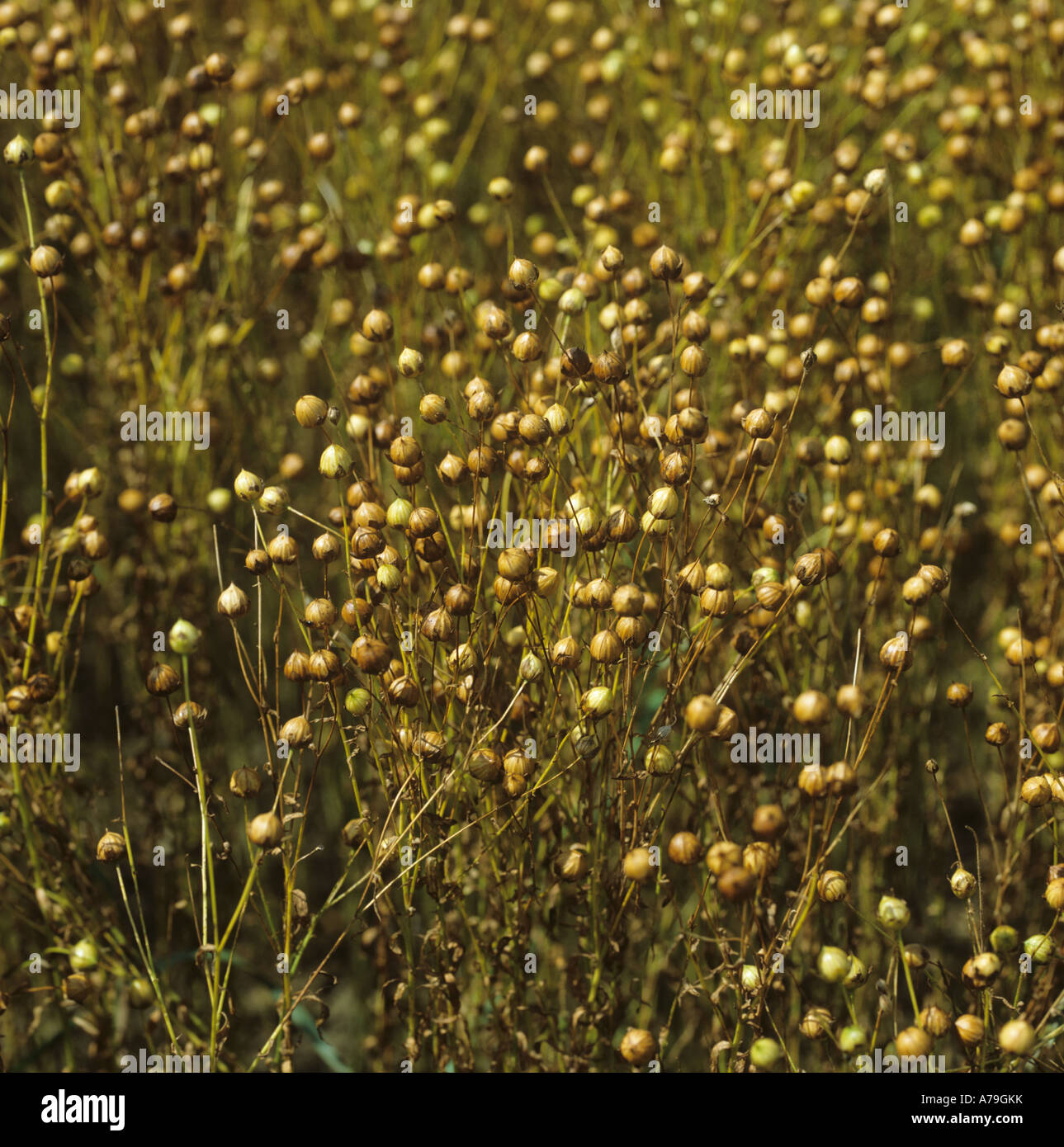 Leinsamen Pflanzen Stockfotos und -bilder Kaufen - Alamy
