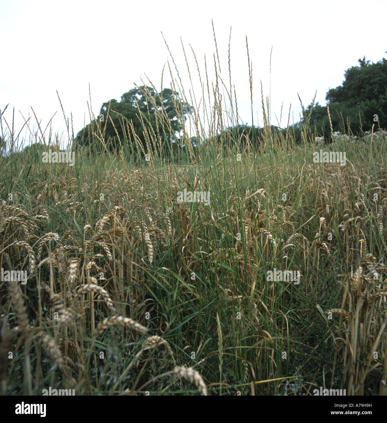 Quackgrass agropyron repens -Fotos und -Bildmaterial in hoher Auflösung ...