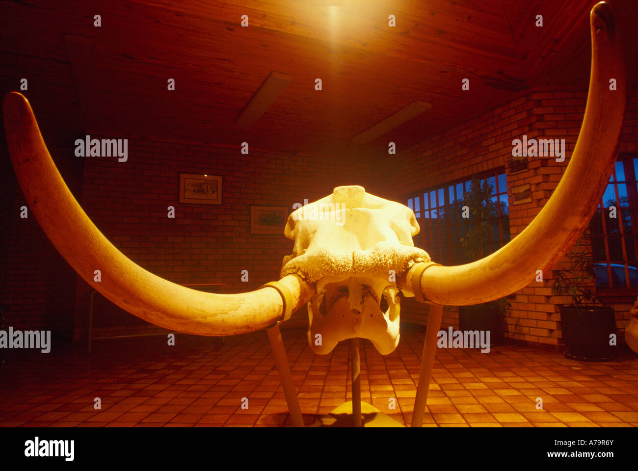 Elephant Tusks Museum Stockfotos & Elephant Tusks Museum Bilder - Alamy