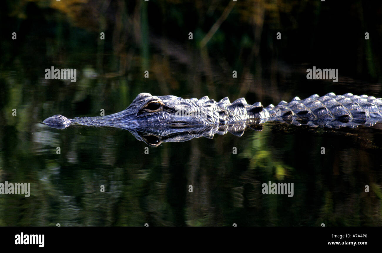 Taylor slough everglades nationalpark -Fotos und -Bildmaterial in hoher ...