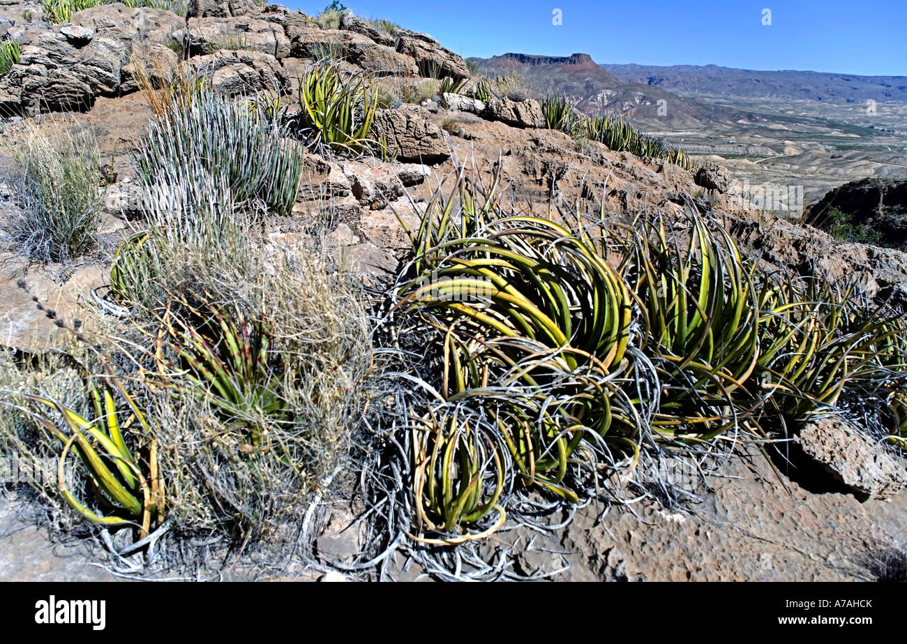 Agave lechuguilla -Fotos und -Bildmaterial in hoher Auflösung – Alamy