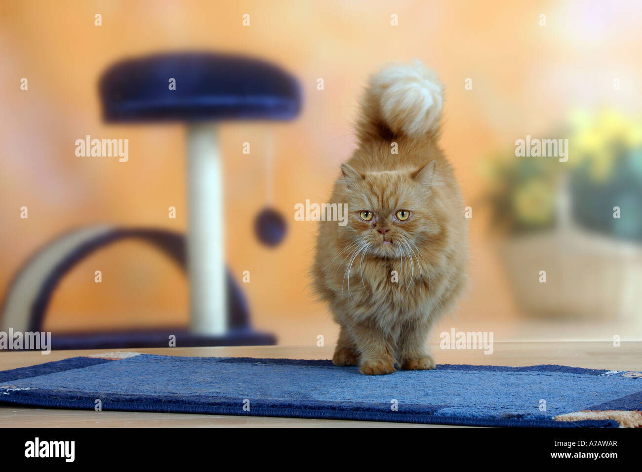 Katze von vorne -Fotos und -Bildmaterial in hoher Auflösung – Alamy