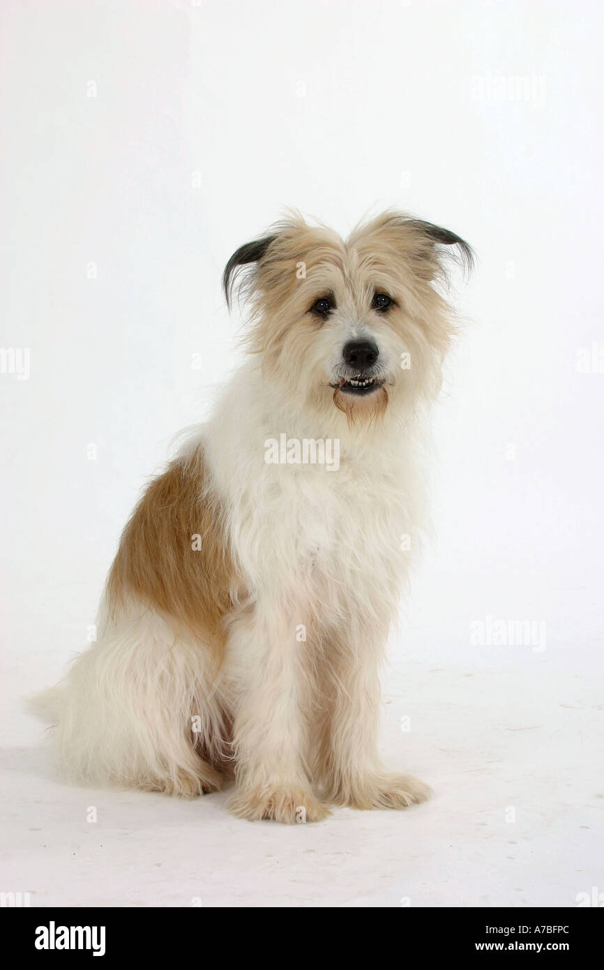 Mixed breed dog -Fotos und -Bildmaterial in hoher Auflösung – Alamy