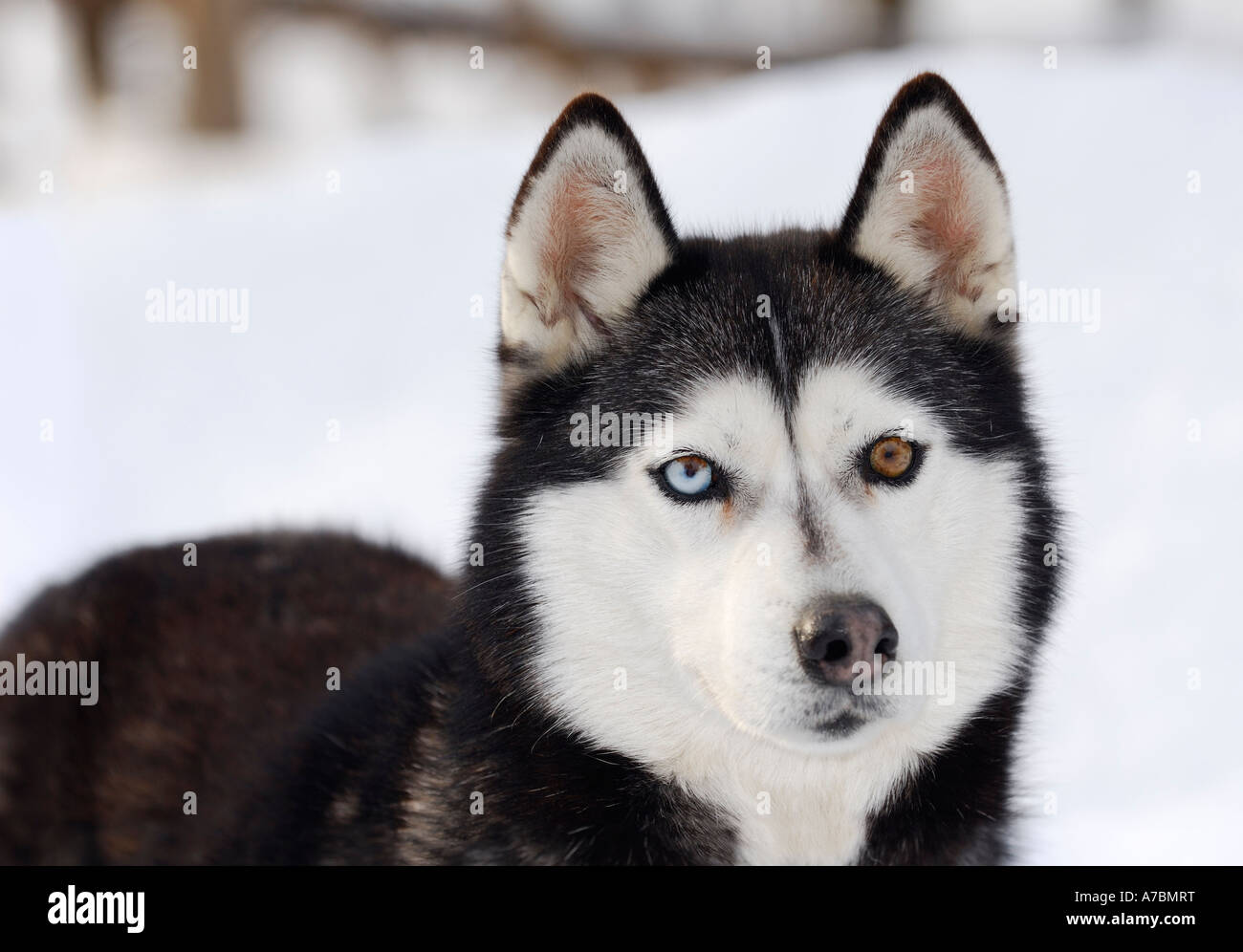Brauner Siberian Husky Blaue Augen