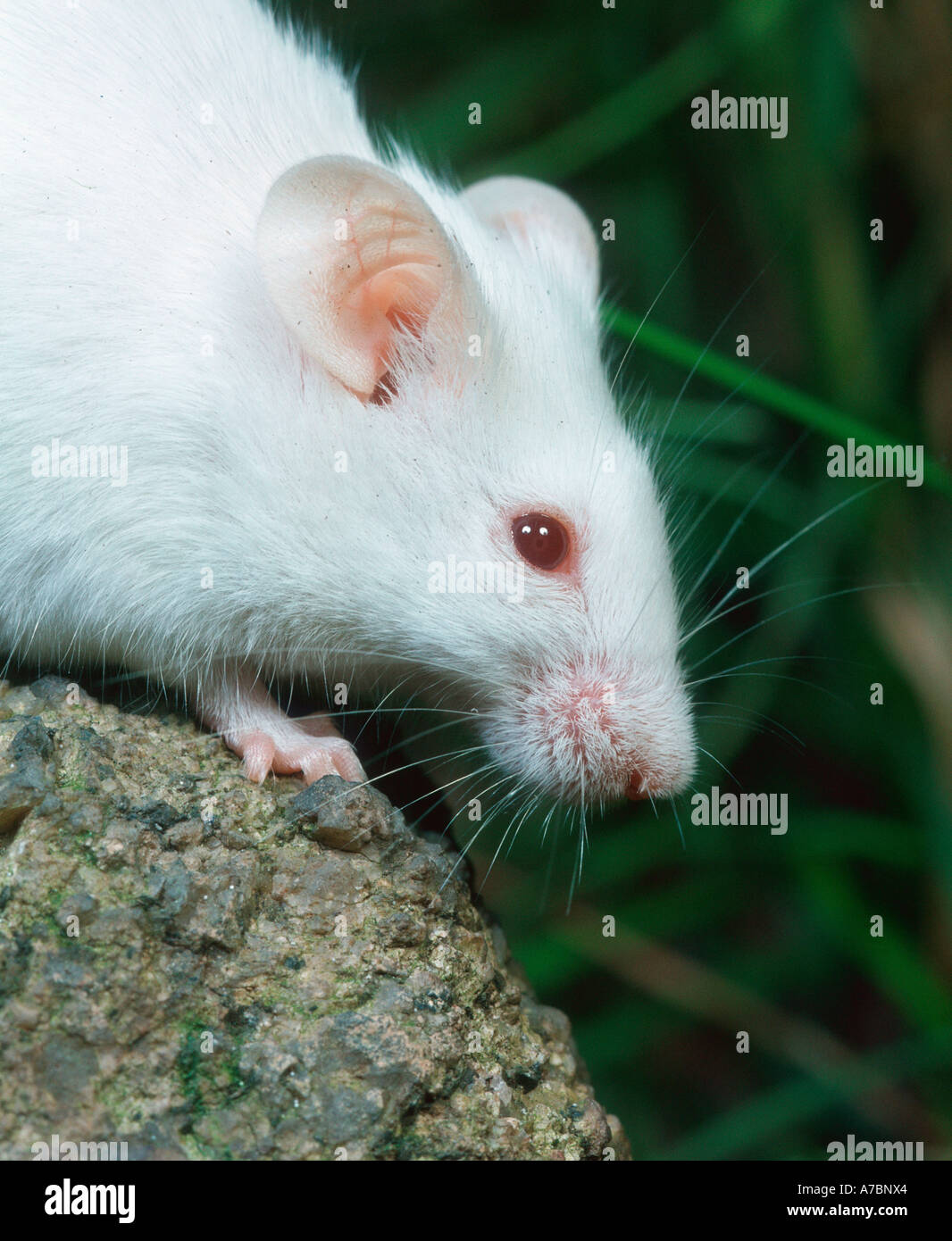 Albino white mouse -Fotos und -Bildmaterial in hoher Auflösung – Alamy