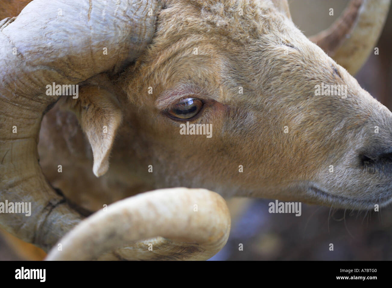 Widder beobachtet -Fotos und -Bildmaterial in hoher Auflösung – Alamy
