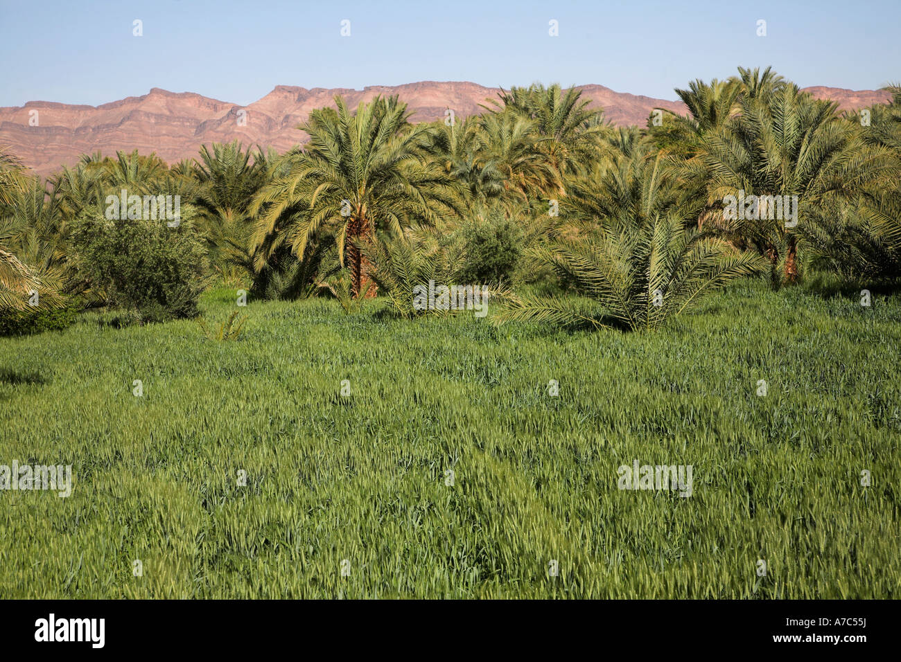 Fruchtbaren Tal Land Dattelpalmen und Ackerland Fluss Draa-Tal, Marokko ...