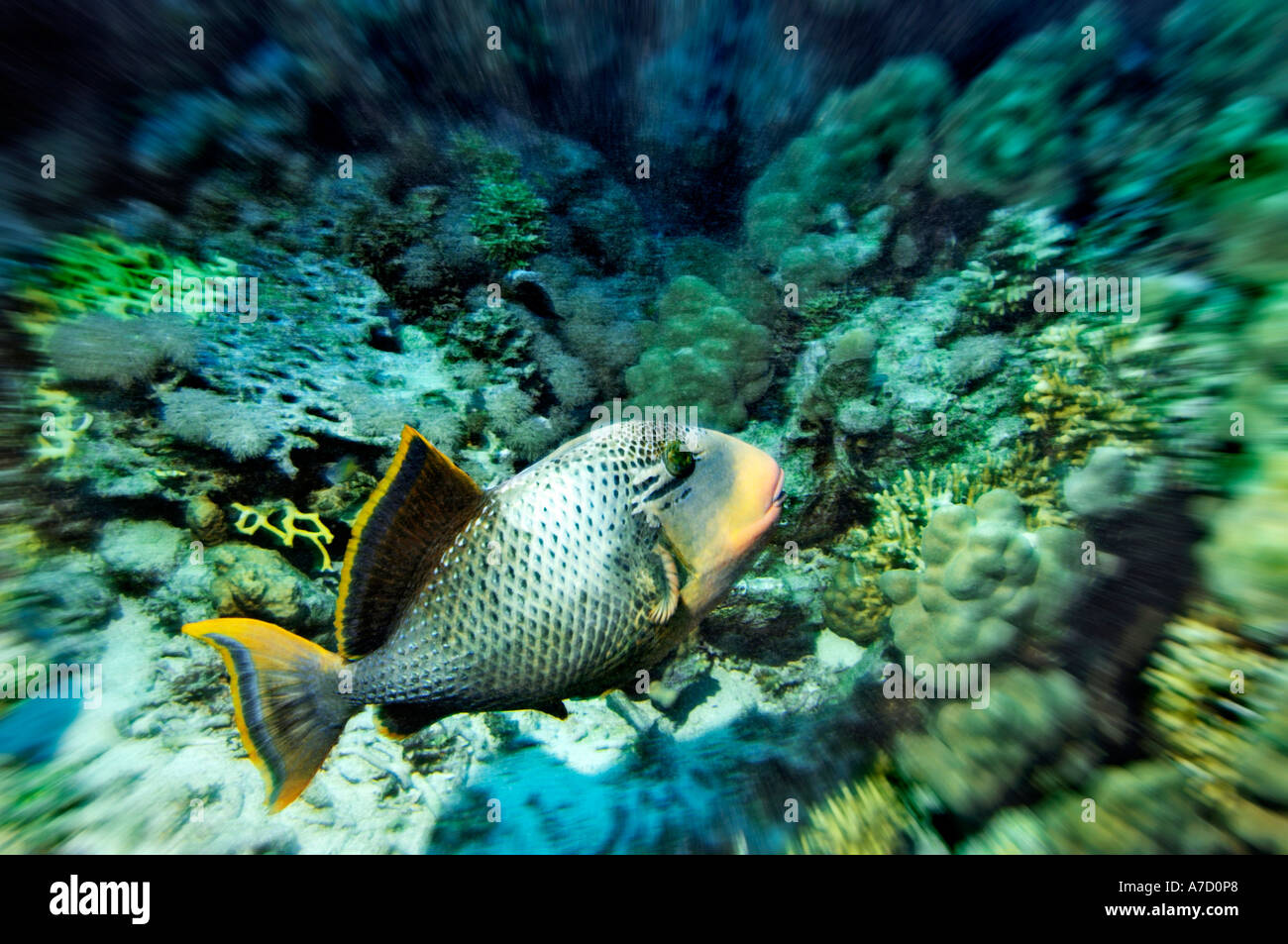 Yellow margin triggerfish -Fotos und -Bildmaterial in hoher Auflösung – Alamy