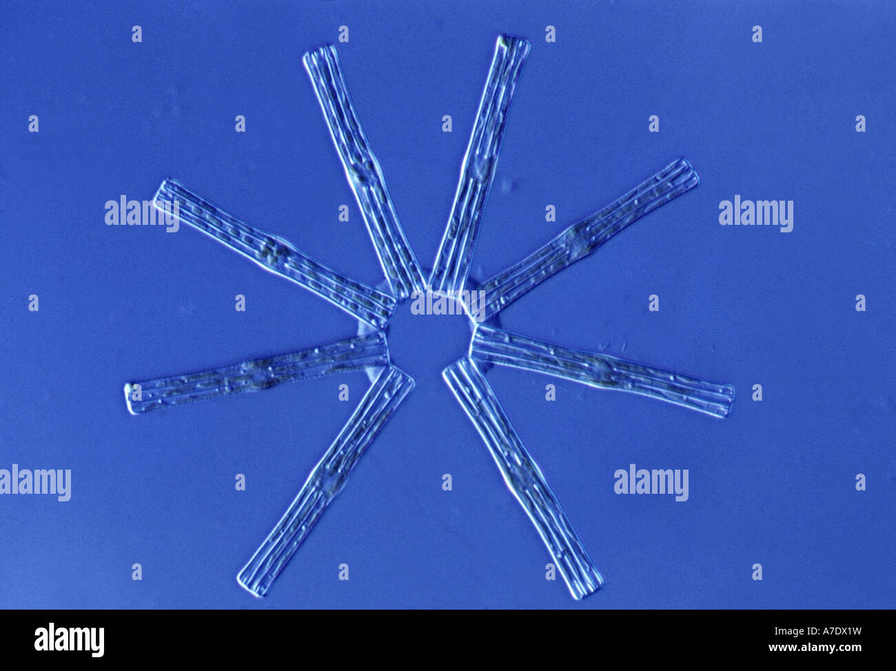 Tabellaria fenestrata tabellaria fenestrata -Fotos und -Bildmaterial in ...