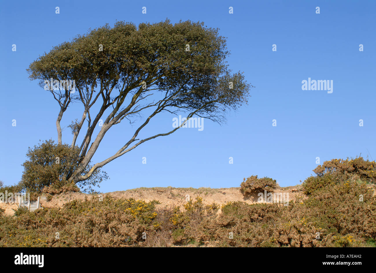 Wind Gebogener Baum Stockfotos und -bilder Kaufen - Alamy