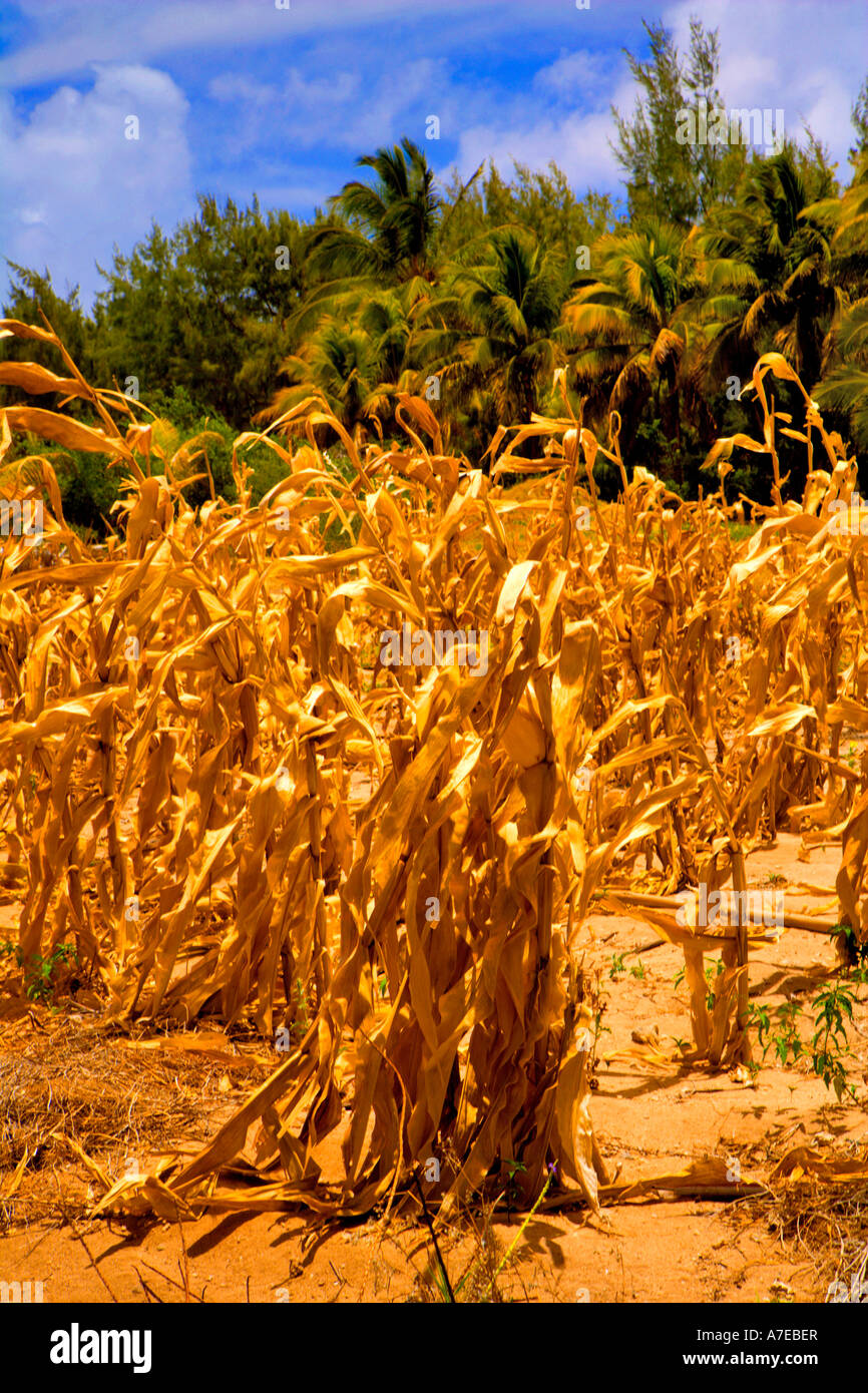Reiseziel reizende ungewöhnliche relativ unentdeckte tropische ...