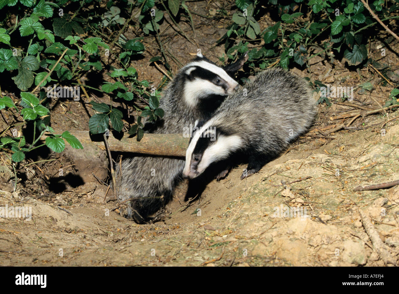 Junge dachsjunge -Fotos und -Bildmaterial in hoher Auflösung – Alamy