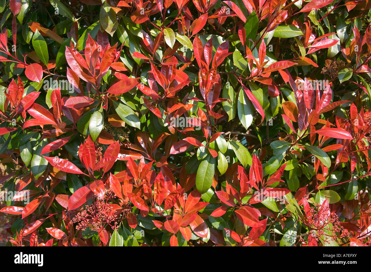 Photinia x fraseri red robin -Fotos und -Bildmaterial in hoher ...