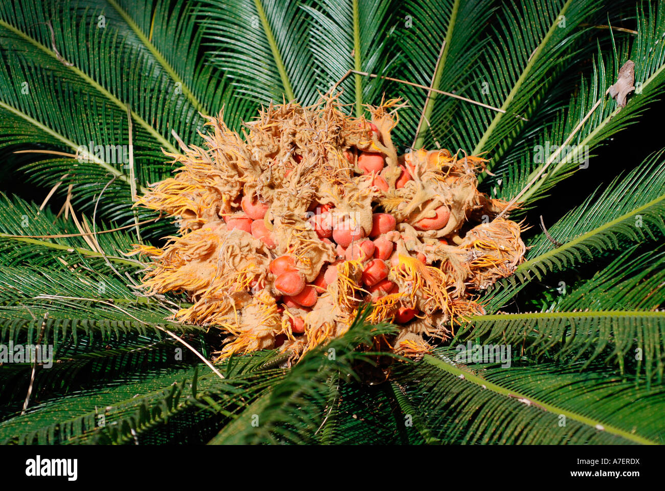 Female sago palm cycas revoluta -Fotos und -Bildmaterial in hoher ...