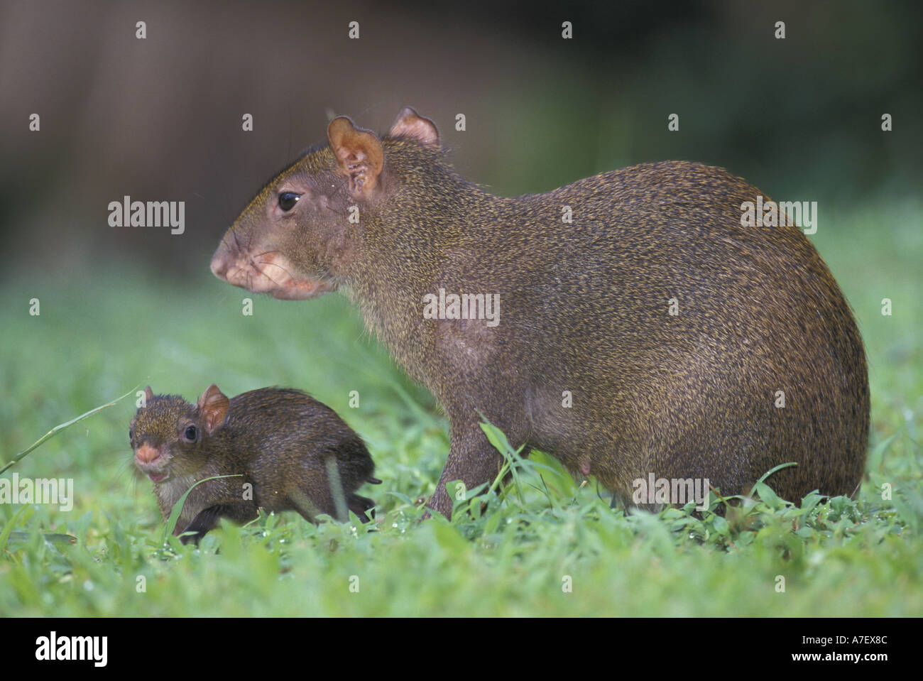 Panama rodent -Fotos und -Bildmaterial in hoher Auflösung – Alamy