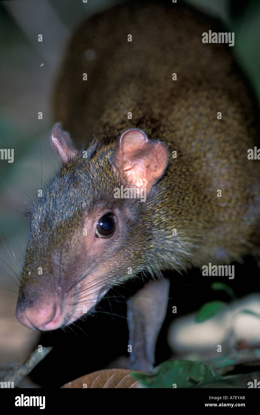 Panama Rodent Stockfotos und -bilder Kaufen - Alamy