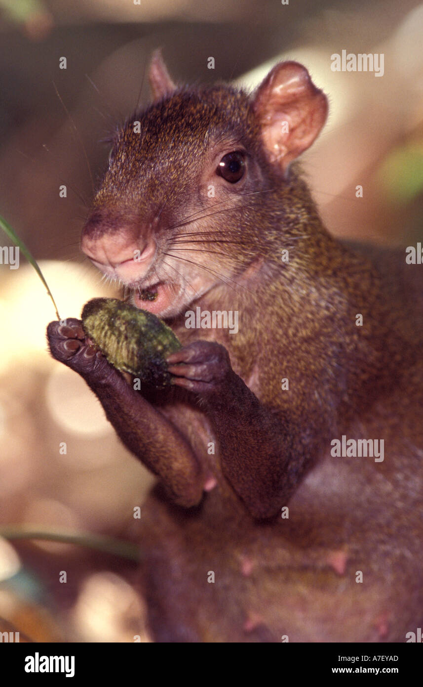 Panama Rodent Stockfotos und -bilder Kaufen - Alamy