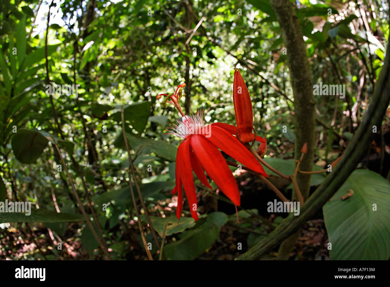 Rebe Blatt Passionsblume (Passiflora Vitifolia) im Regenwald von Costa ...