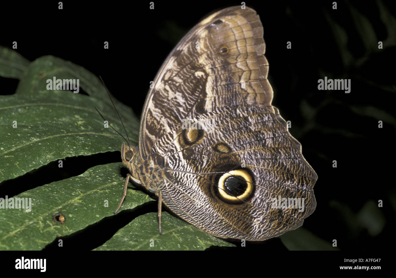 Morpho morpho sp -Fotos und -Bildmaterial in hoher Auflösung – Alamy