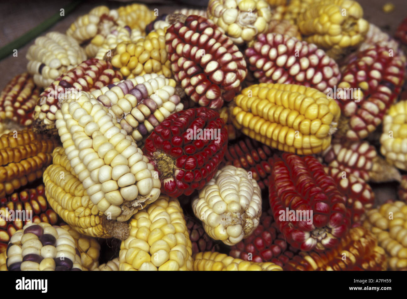 Südamerika, Peru Mais, Mais Stockfotografie - Alamy