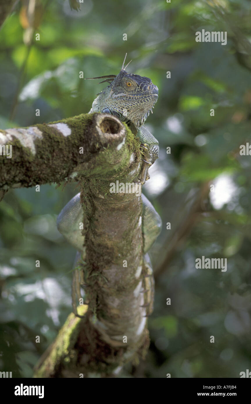 CA, Costa Rica, Parque National Braulio Carillo, biologischen Station ...