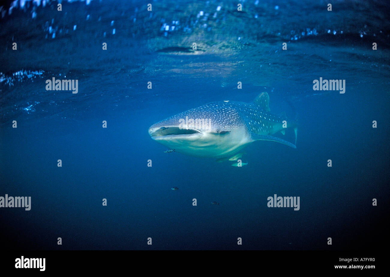 Yellow pilot fish -Fotos und -Bildmaterial in hoher Auflösung – Alamy