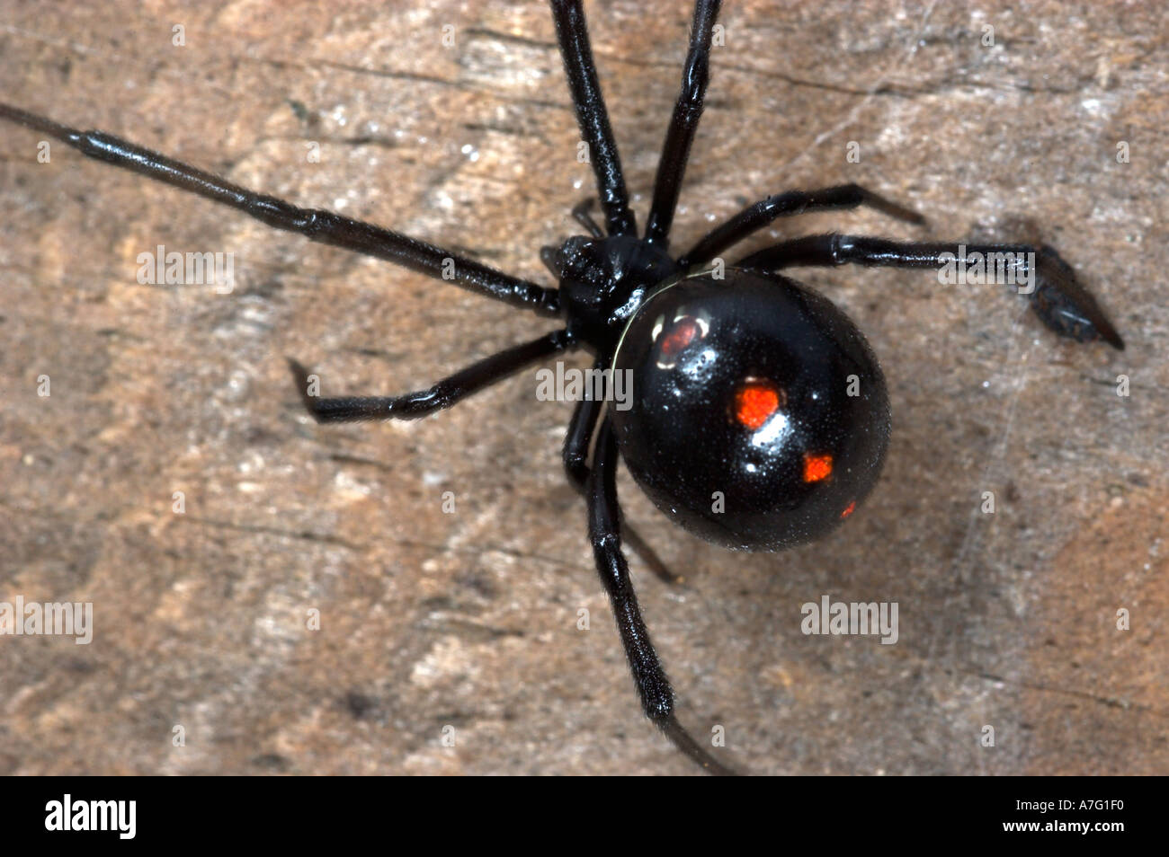 Südliche Schwarze Witwe Stockfotos und -bilder Kaufen - Alamy