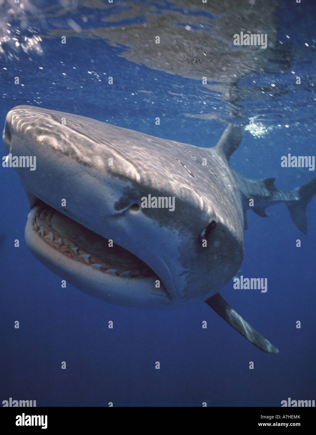 Tigerhai Galeocerdo cuvier Great Barrier Reef Queensland Australien ...