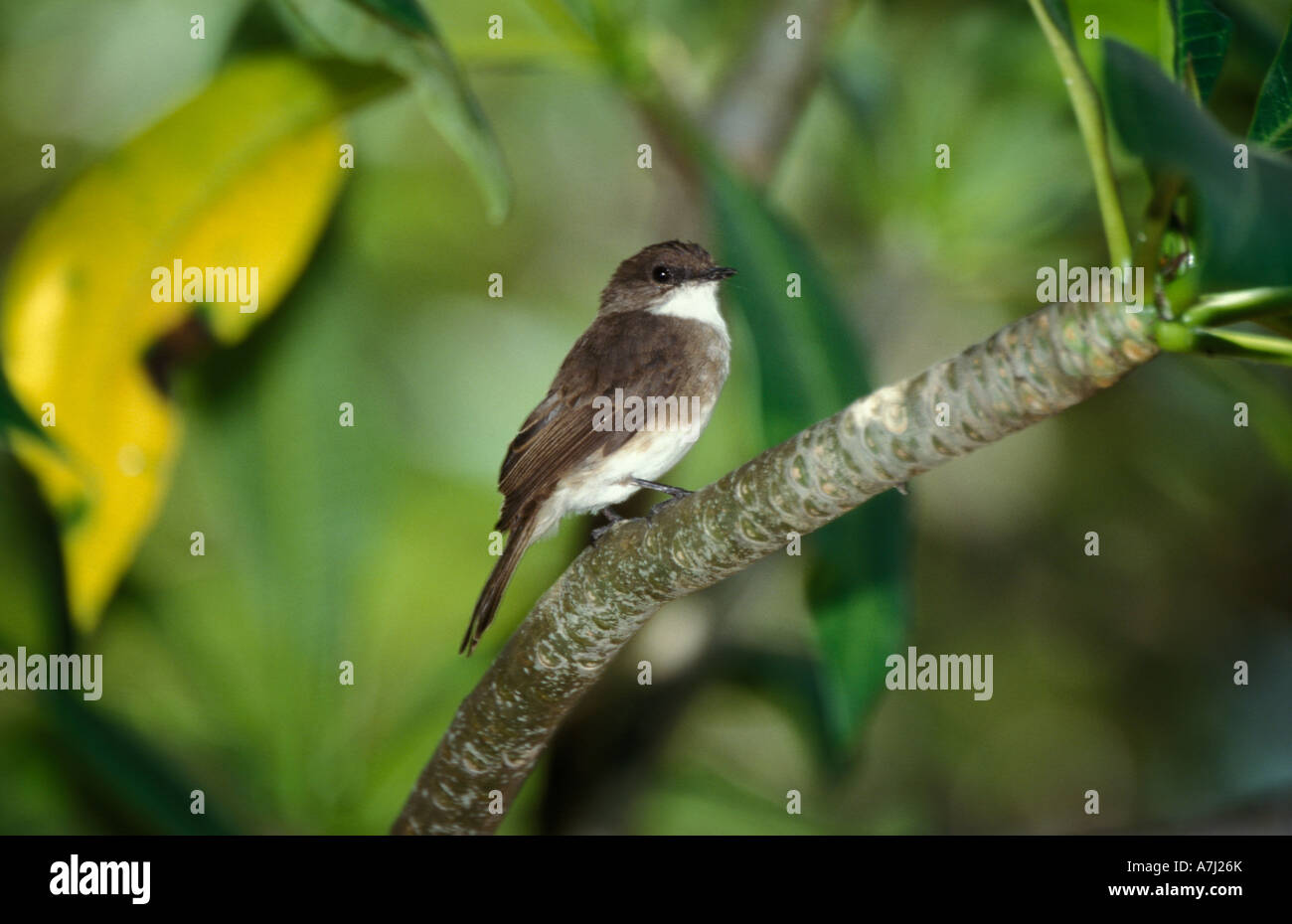 Fauna aquatica Stockfotos und -bilder Kaufen - Alamy
