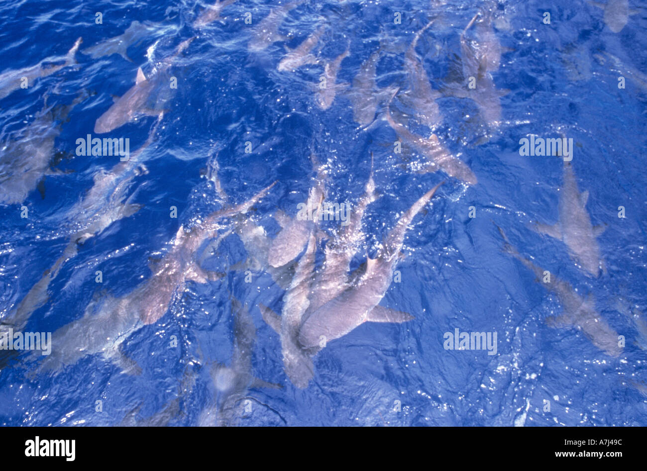 Bikini atoll marshall -Fotos und -Bildmaterial in hoher Auflösung ...