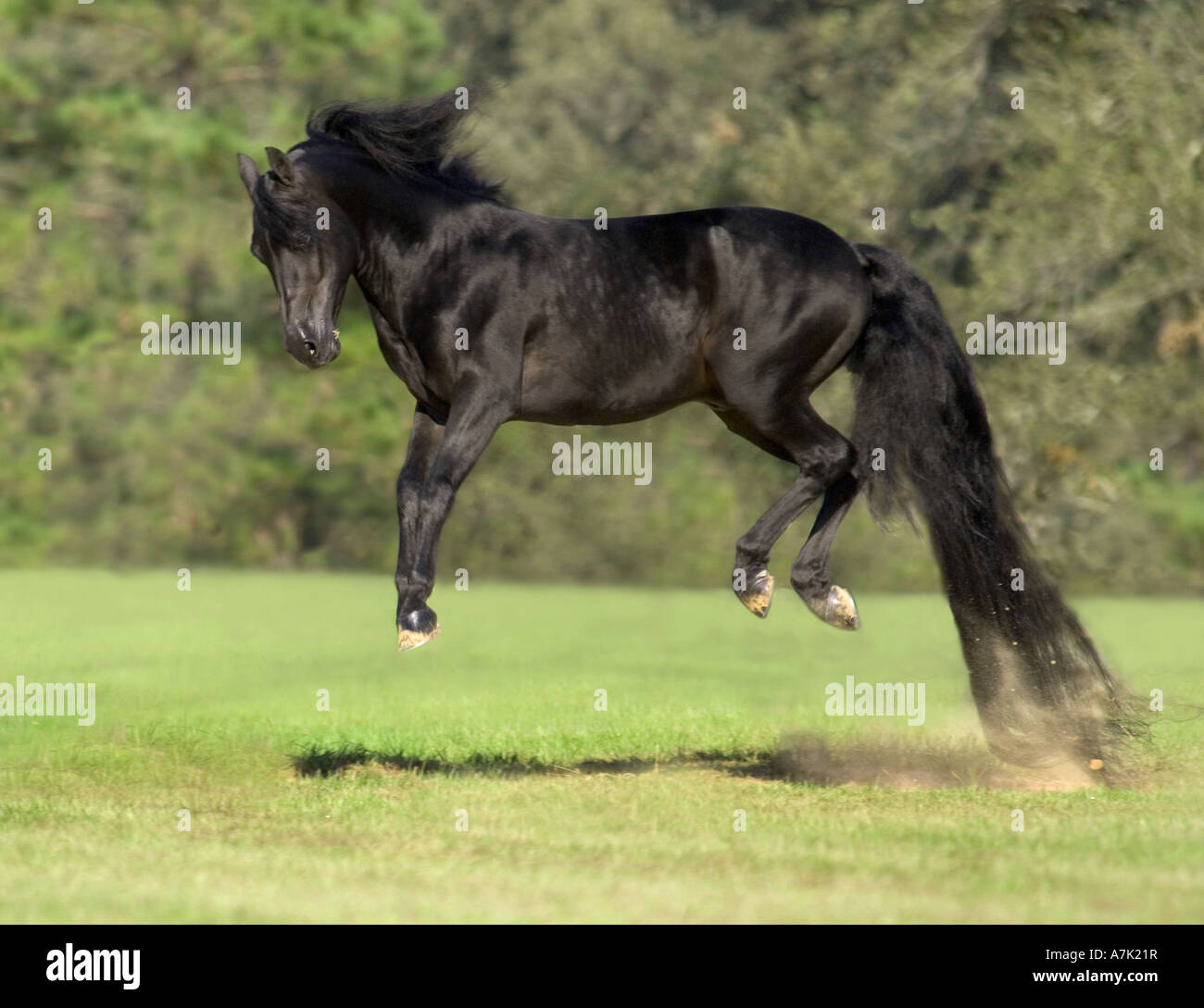 Black Morgan Horse Hengst mit extremen long-Tail springt mit allen ...