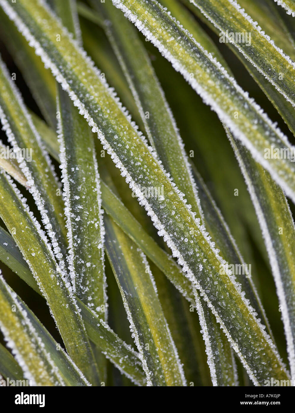 Carex oshimensis evergold -Fotos und -Bildmaterial in hoher Auflösung ...