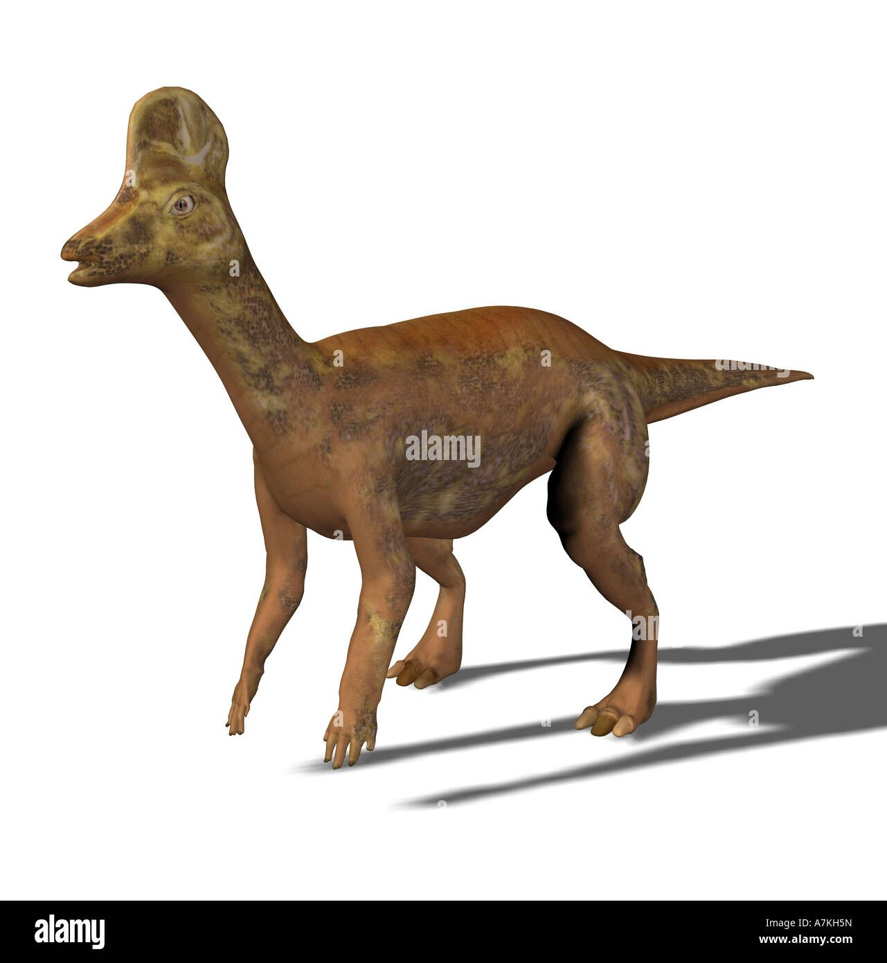 Corythosaurus Casuarius Stockfotos und -bilder Kaufen - Alamy