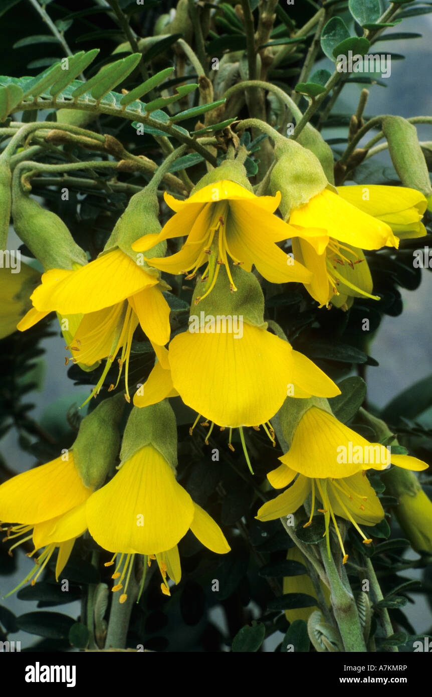 Kowhai sophora microphylla -Fotos und -Bildmaterial in hoher Auflösung ...