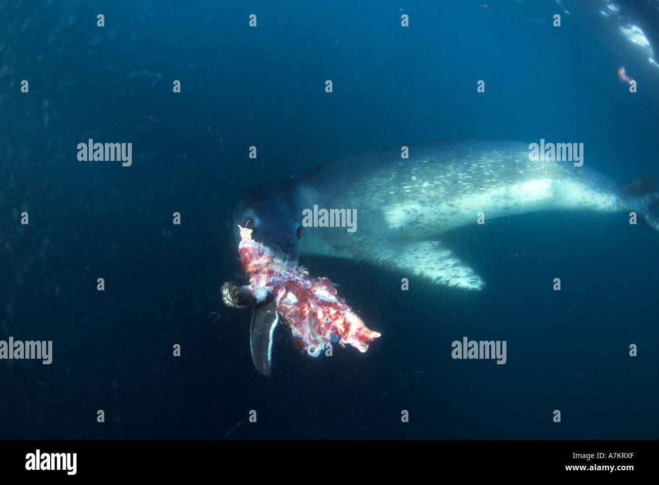 Leopard seal hunting -Fotos und -Bildmaterial in hoher Auflösung – Alamy